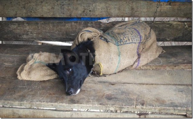 Dog Meat – Delicacy in The Northeast | Fire Starter